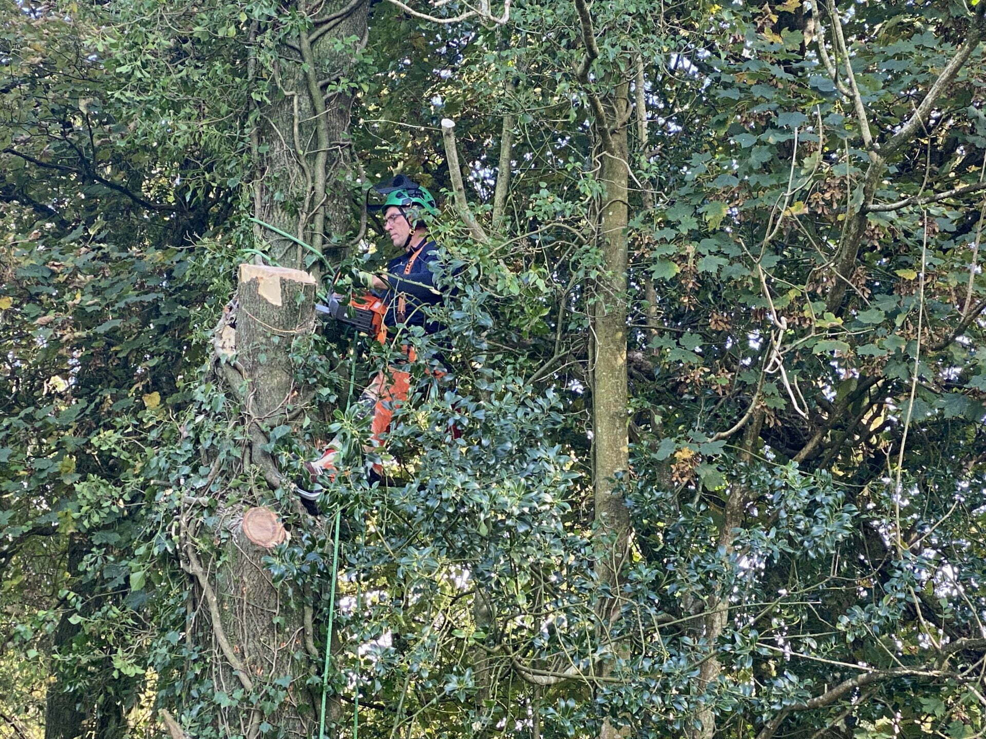 a professional tree surgery & felling service - easytrees