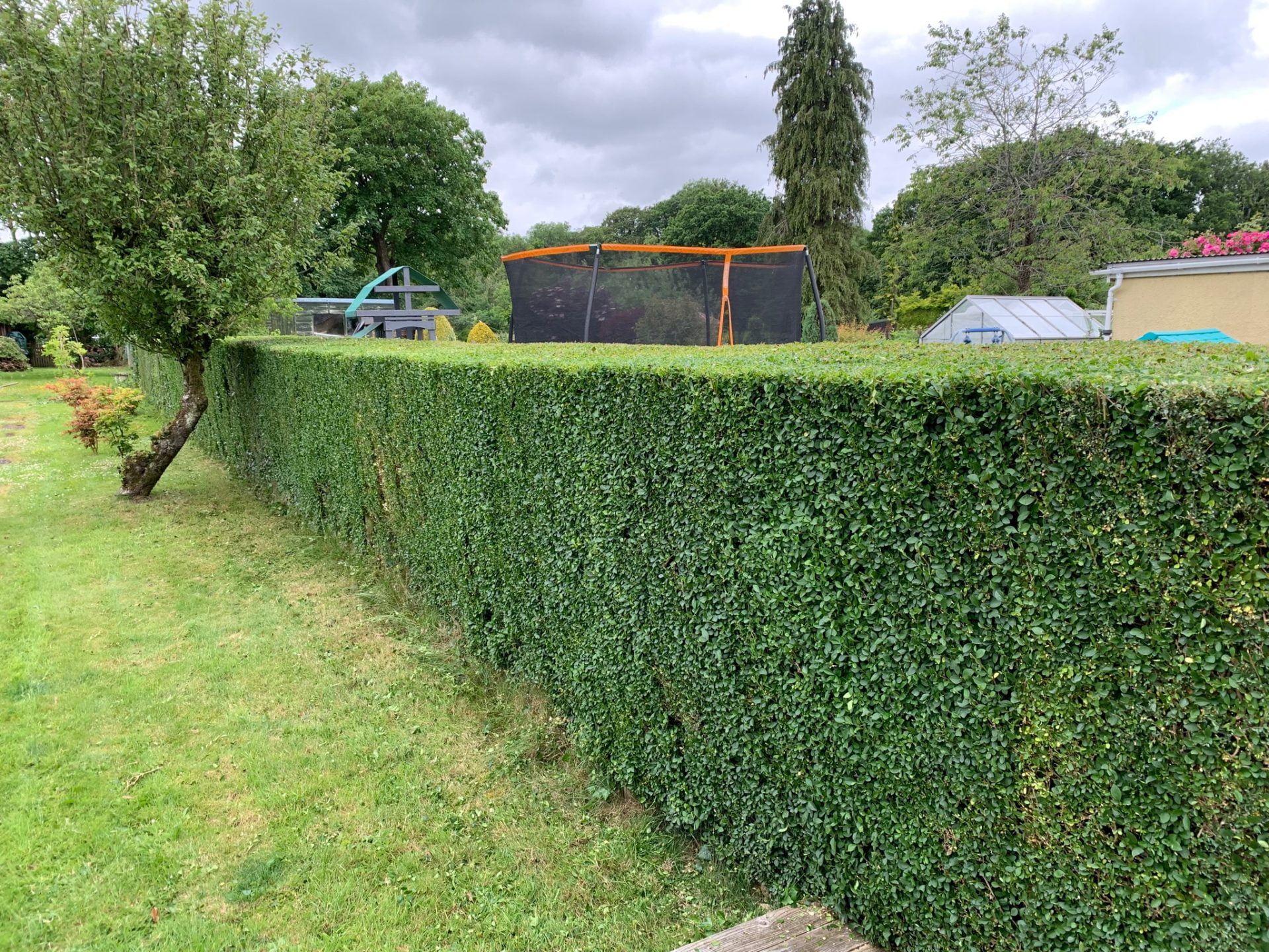 Privet hedge in Llandovery - easytrees