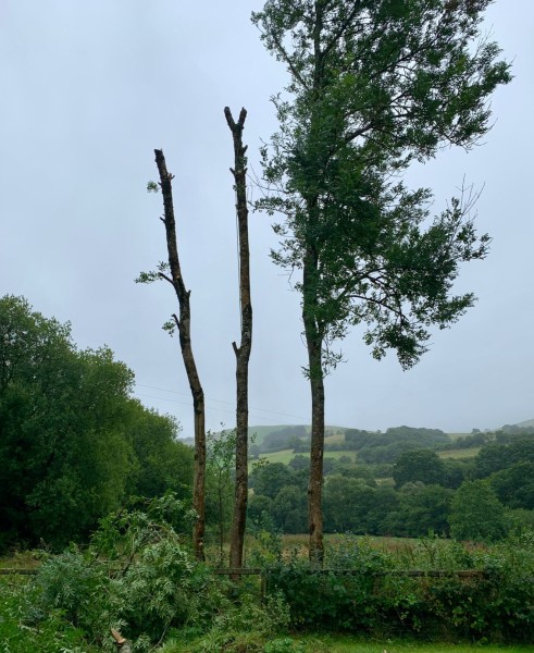 Ash trees with dieback - easytrees